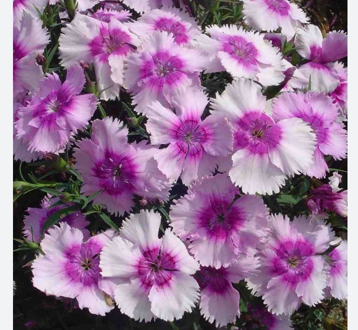 goździk goździki sadzonka ! wieloletni fiolet - 13936500933 - oficjalne ...