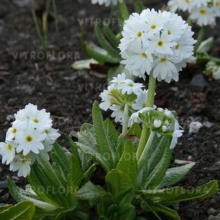 Primula ,,Alba,, sadzonki Pierwiosnek - 10862618321 - oficjalne ...