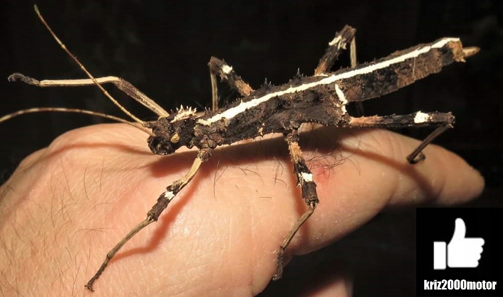 Straszyk Patyczak Filipiński - Sungaya Inexpectata - 9572035407 ...