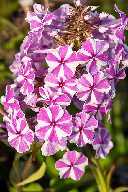 Phlox paniculata 'Natascha' (Floks wiechowaty) sadzonka 2L ...