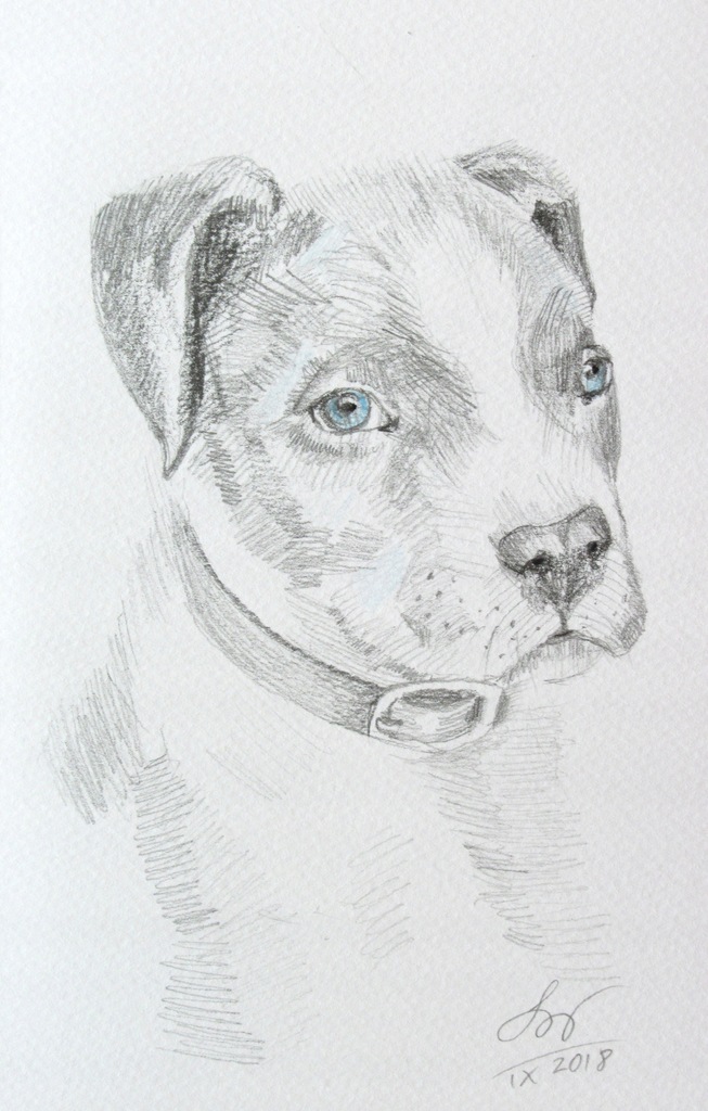 AMSTAFF piesek PIES SZCZENIAK rysunek 9x15 - 8455435277 - oficjalne ...