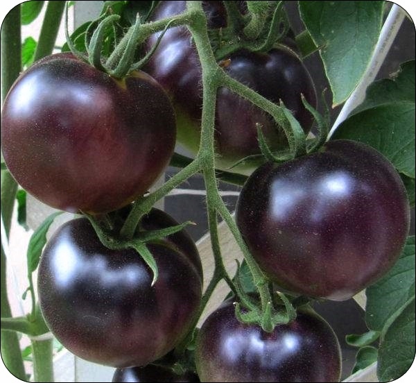 Pomidor koktajlowy BLACK CHERRY sadzonka - 11754172878 - oficjalne archiwum Allegro