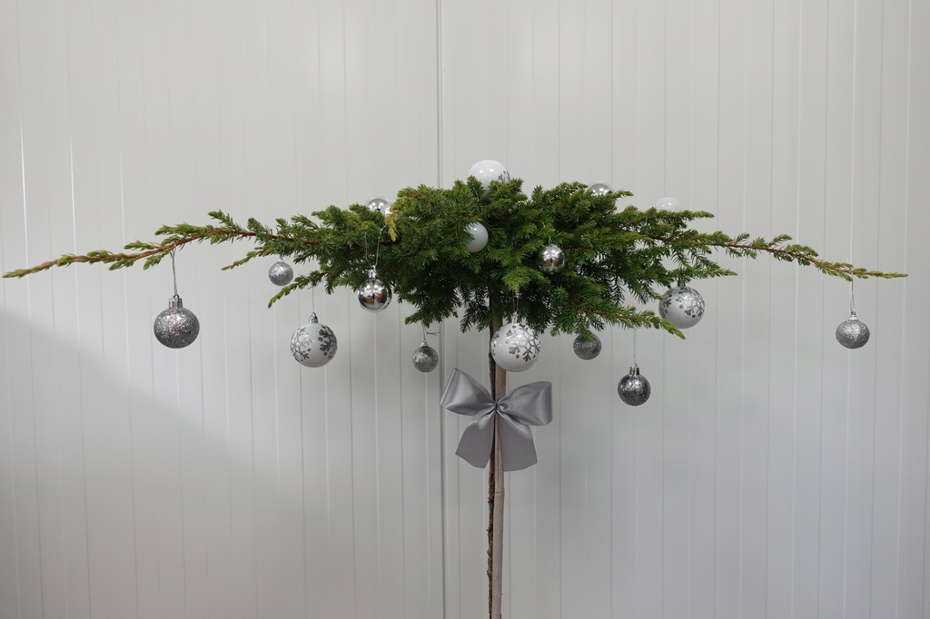 Żywa CHOINKA na pniu Jałowiec Sunflower w donicy 145-155 cm - 14669122649 - oficjalne archiwum ...