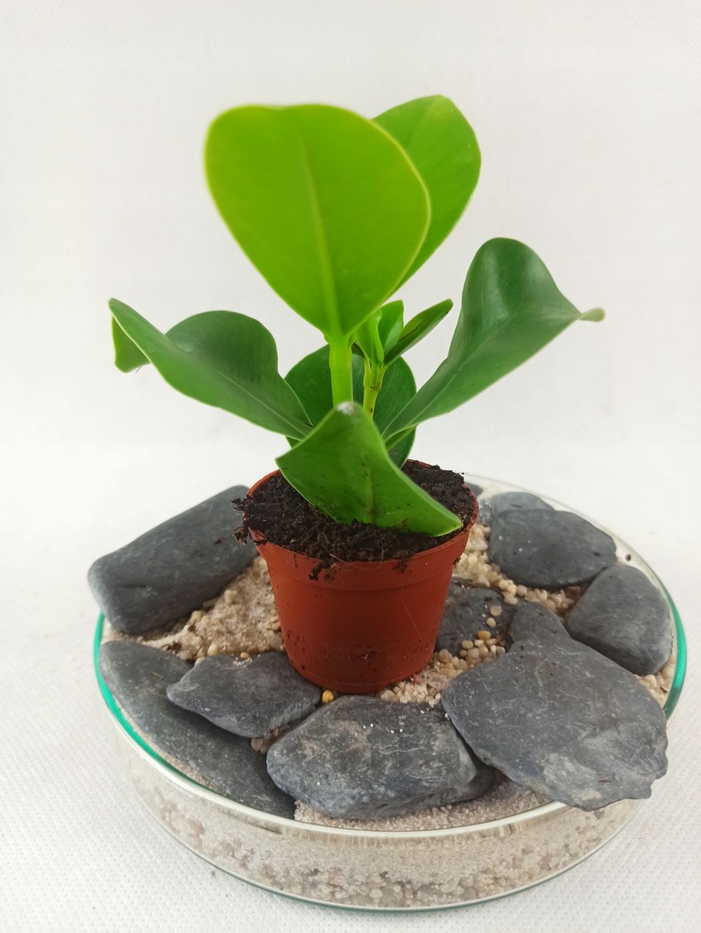 Clusia rosea 'Princess' -Kluzja - 12168174753 - oficjalne archiwum Allegro