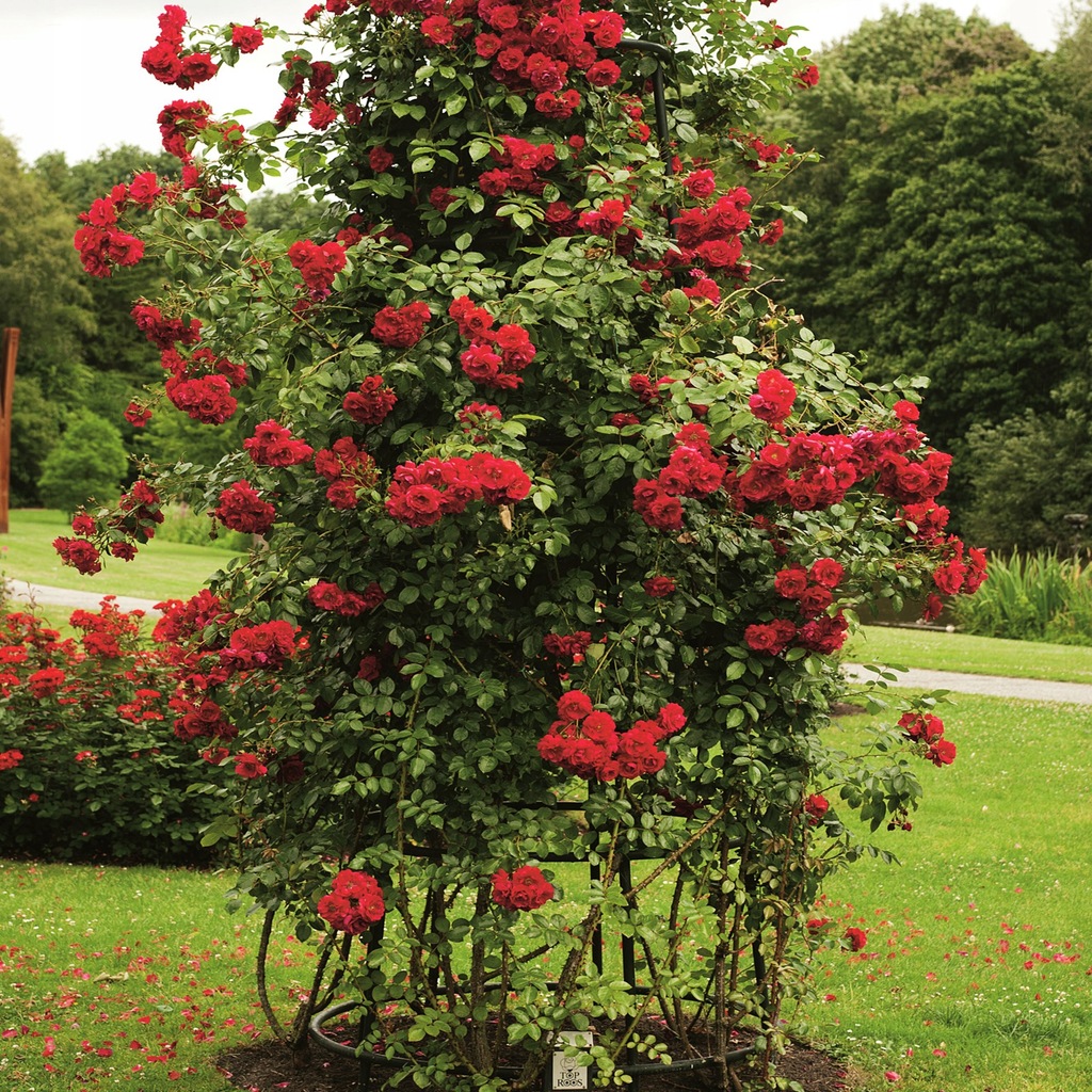 Sadzonki Róża Pnąca Czerwona 1 szt. - 13222726679 - oficjalne archiwum Allegro