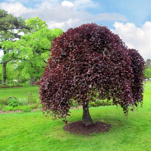 PŁACZĄCY BUK PENDULA PURPUREA~~ SADZONKA 60-80 CM - 7822045836 ...