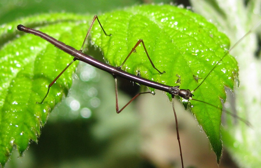 Straszyk Patyczak - Lonchodiodes Samarensis - 9576140393 - oficjalne ...