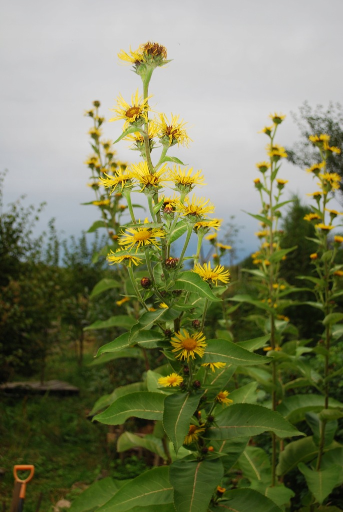 Oman Pushkarmol Inula Racemosa lecznicza Nasiona - 10668968650 ...