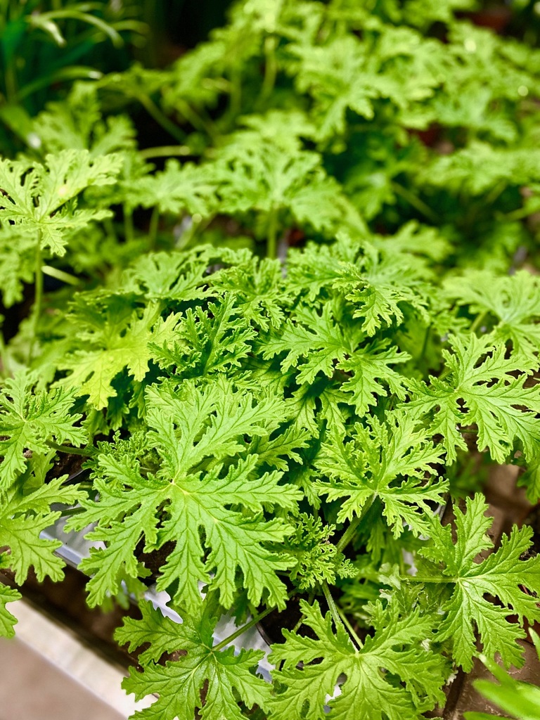 Cudowne Geranium Anginka Pelargonia Pachnąca Roślina Lecznicza ...