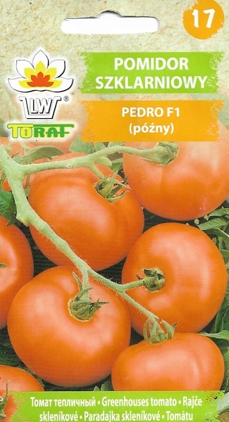 Pomidor szklarniowy PEDRO F1 nasiona - 13099107860 - oficjalne archiwum Allegro