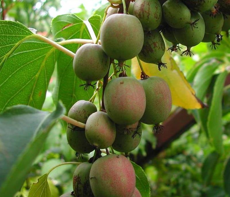 KIWI Aktinidia WEIKI 50cm męska W DONICY - 7524924793 - oficjalne archiwum Allegro