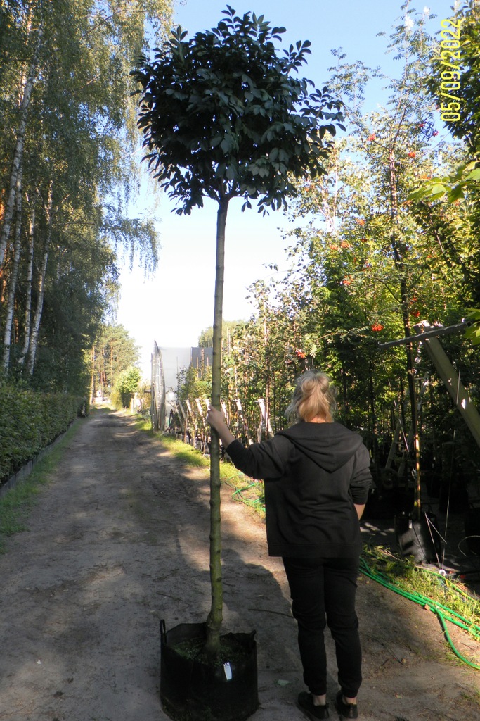 JESION MANNOWY 'MECZEK' (FRAXINUS ORNUS 'MECSEK') - 11330601998 ...