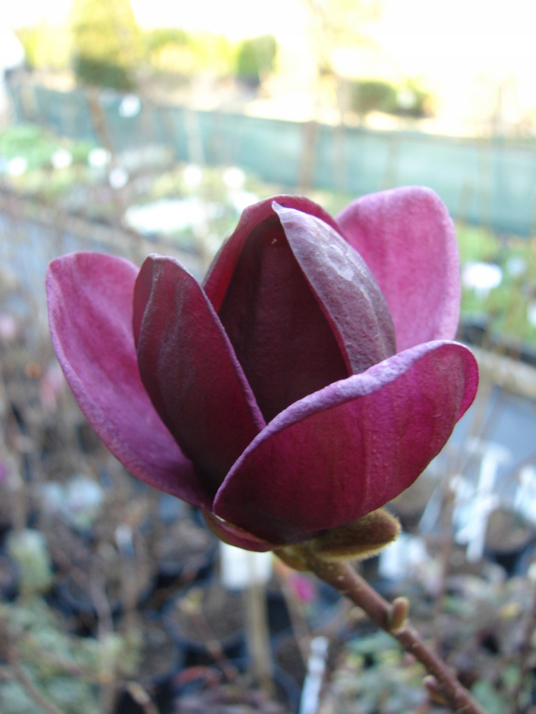 Magnolia Genie - 13588532911 - oficjalne archiwum Allegro