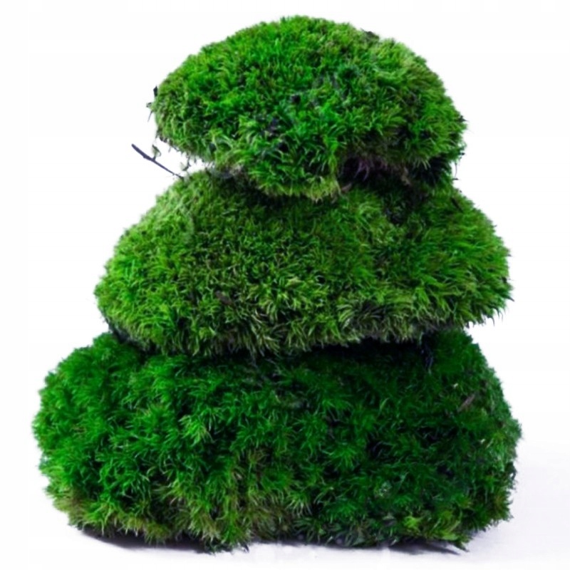 PRAWDZIWY MECH CIEMNA ZIELEŃ LAS W SŁOIKU OBRAZ - 12925901912 ...