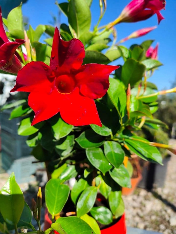 Sundevilla Mandevilla pnącze piękna! - 12444733754 - oficjalne archiwum ...