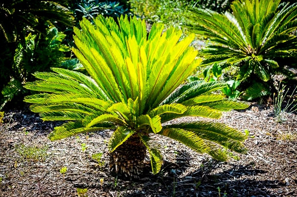 CYCAS REVOLUTA duży sagowiec cykas - 14568925673 - oficjalne archiwum ...