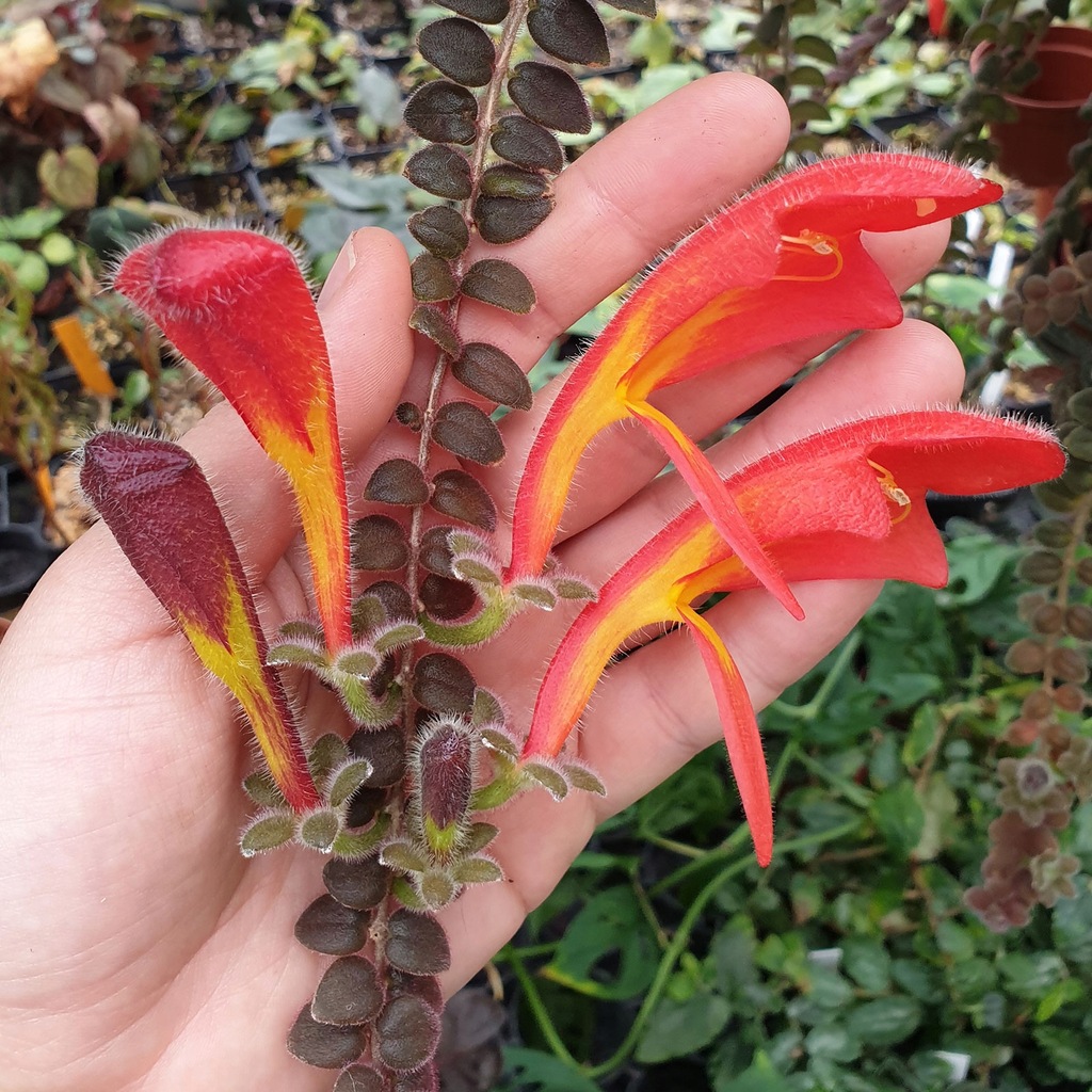 Columnea gloriosa rozmiar L- wiwarium, paludarium - 12376112088 ...