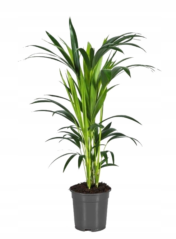 HOWEA FORSTERIANA / PALMA KENTIA / KENCJA 100 CM - 12245018743 ...