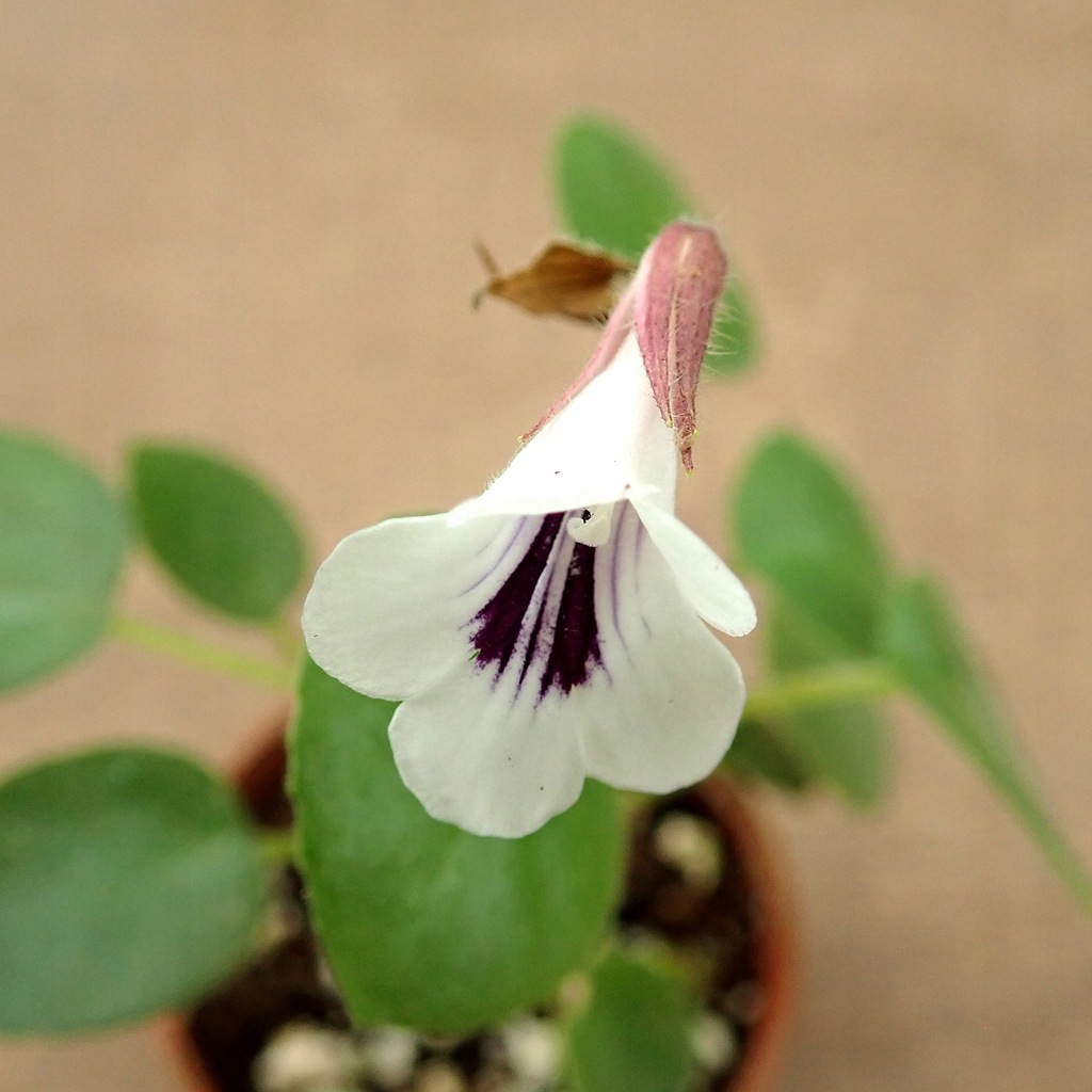 Chirita tamiana - terrarium, las w szkle - 12305735974 - oficjalne ...