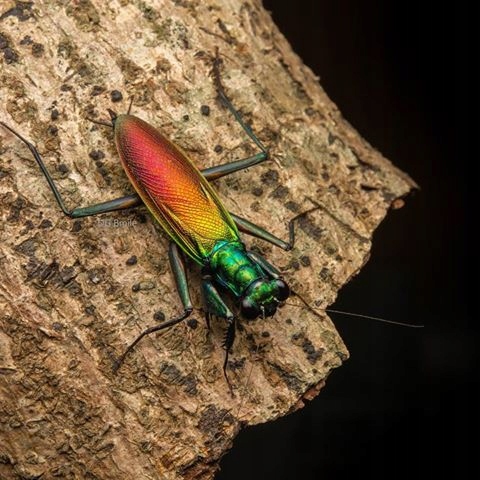 Metallyticus splendidus Modliszka Metaliczna - 11115685554 - oficjalne ...