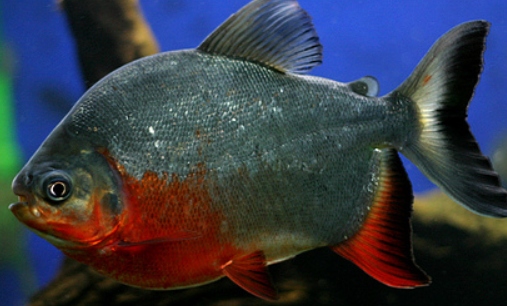 PIRANIA RED PACU ryba - 12541473070 - oficjalne archiwum Allegro