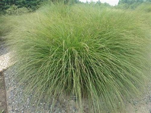 Trawa ostnica włosowata, Stipa capillata - 11676107278 - oficjalne ...