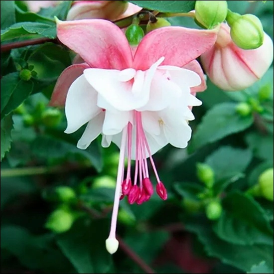 Fuksja zwisająca 'Double Rose White'. Duże sadzonki w doniczce śr.11cm ...