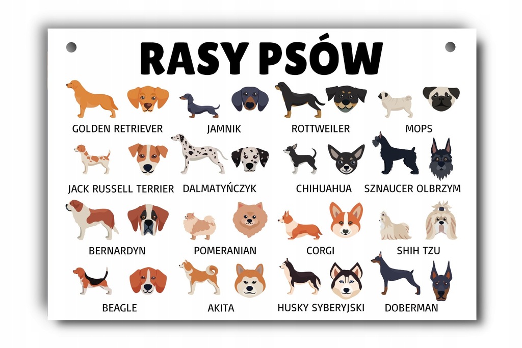 Ciekawa tablica edu rasy psów psy rasowe lista A4 - 13781047615 - oficjalne archiwum Allegro