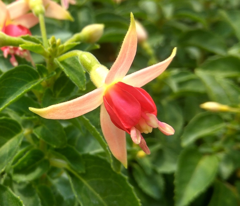 Fuksja Fuchsia Shadow Dancer Peggy - 14339839664 - oficjalne archiwum Allegro