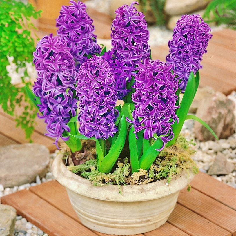 Hiacynt Fioletowy Sadzonki w Doniczce P7 Do Wnętrza I Ogrodu ŁADNA ...