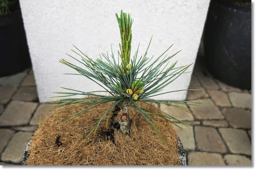 Pinus peuce 'Pacific Blue' - Unikat !!! - 12249852882 - oficjalne ...