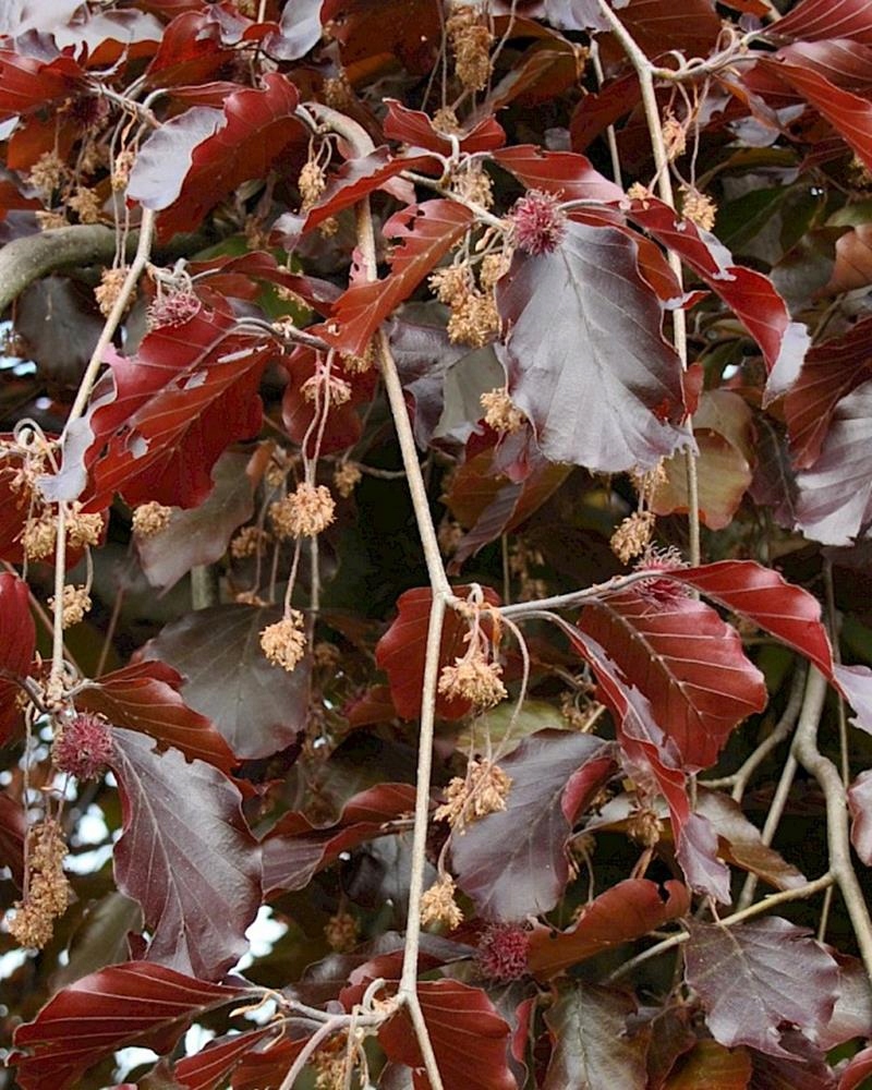 Buk pospolity PURPUREA PENDULA płaczący W DONICY - 11727830576 ...