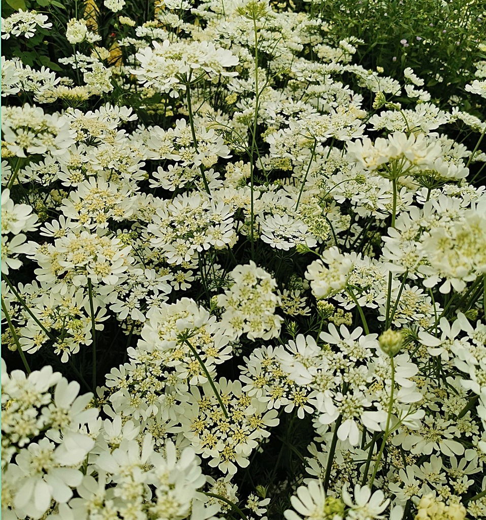 Orlaja Wielkokwiatowa - Orlaya Grandiflora NASIONA - 11101076324 ...