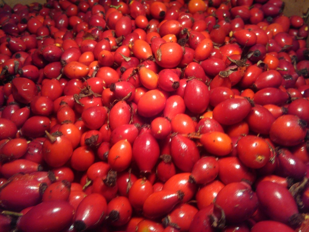 Dzika Róża Owoce Świeże - 12549606746 - oficjalne archiwum Allegro