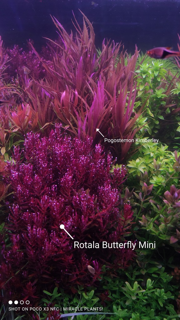 Rotala Butterfly Mini, miniaturka,rarytas - 10568185755 - oficjalne ...