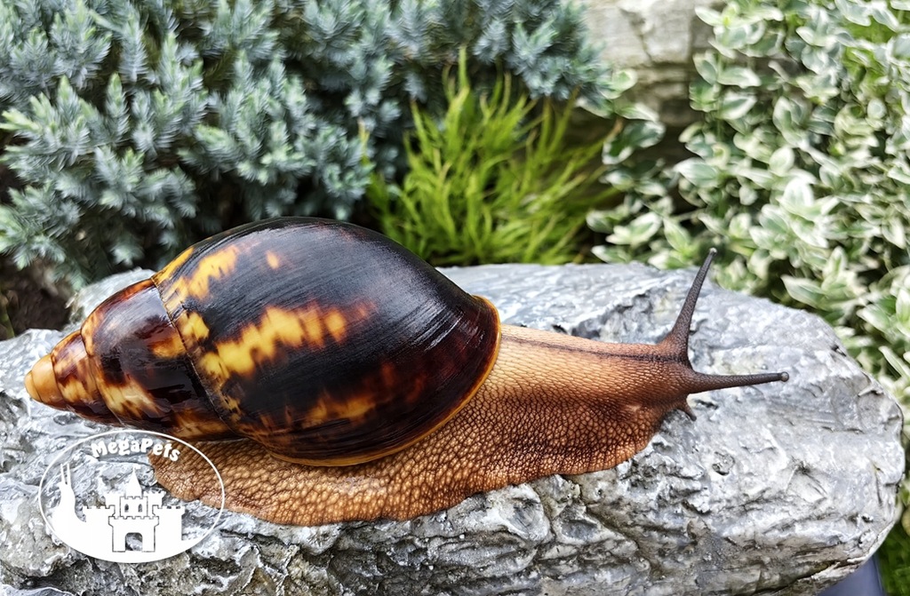 Archachatina marginata marginata type 2 Ślimaki Lissachatina Achatina Wije - 15750297339 ...