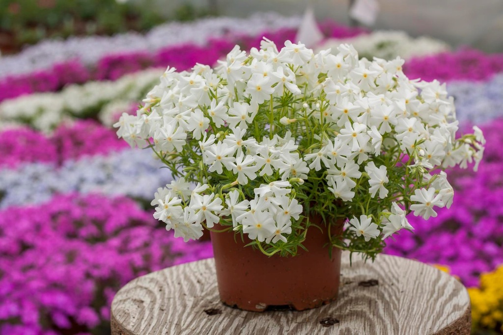 FLOKS PHLOX SPRING WHITE Niskie białe kobierce - 13230693622 ...