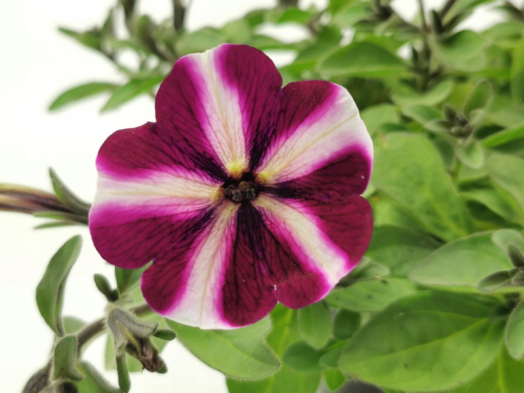 Surfinia Petunia zwisająca Raspberry Sadzonka - 12083235544 - oficjalne ...