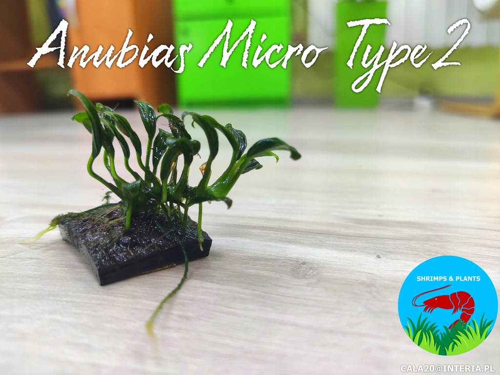 Anubias Micro typ 2 UNIKAT - 12419797313 - oficjalne archiwum Allegro