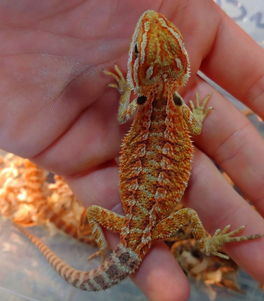 Agama brodata Młode osobniki - 11740434408 - oficjalne archiwum Allegro