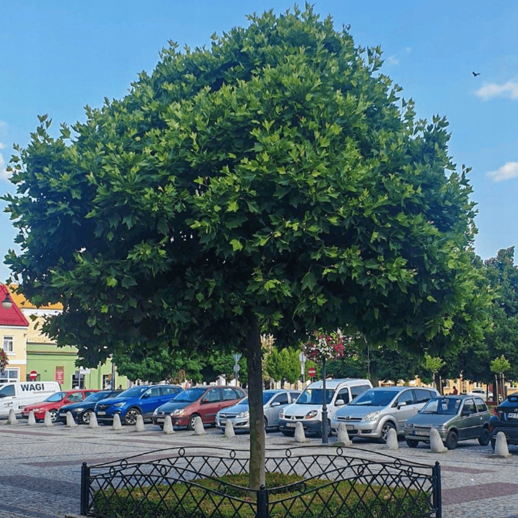 Platan klonolistny szczepiony na pniu - 13829927437 - oficjalne ...