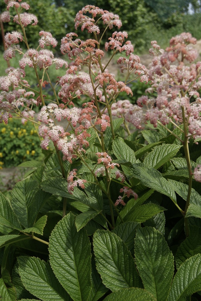 Rodgersja Rodgersia pinnata Superba - 9505056553 - oficjalne archiwum ...