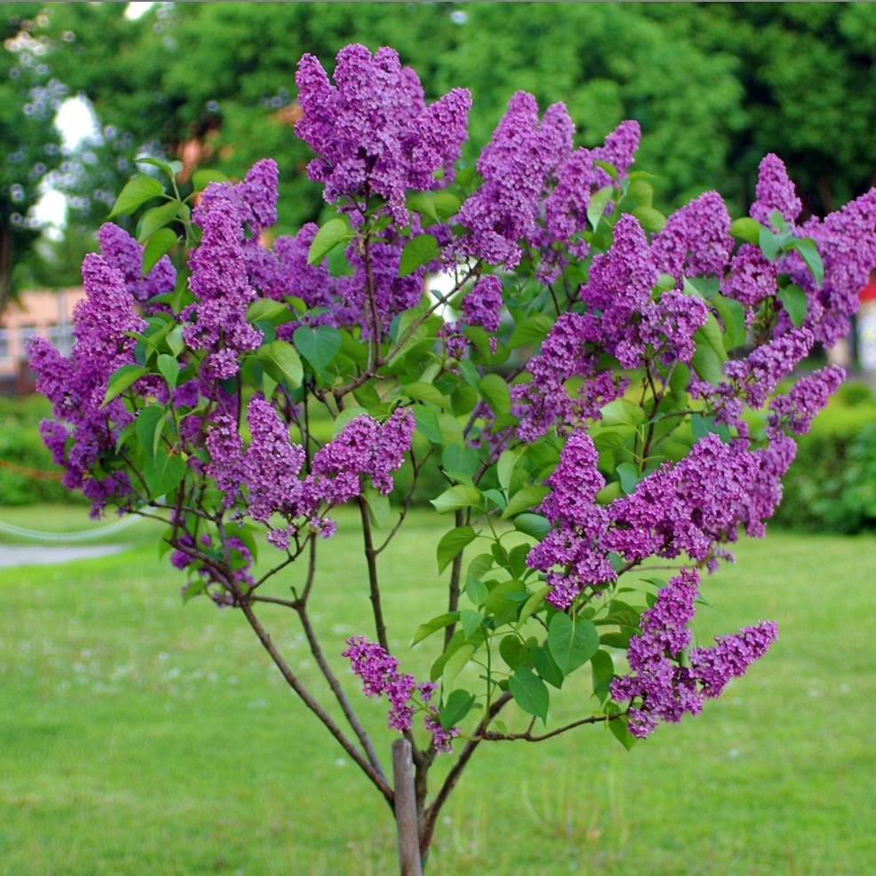 BEZ LILAK PACHNIE CIEMNOFIOLETOWY DUŻA SADZONKA 2L - 13340518086 ...