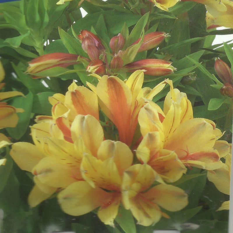 Alstroemeria ogrodowa SPRING VALLEY (zółto-pomar - 10857716549 ...