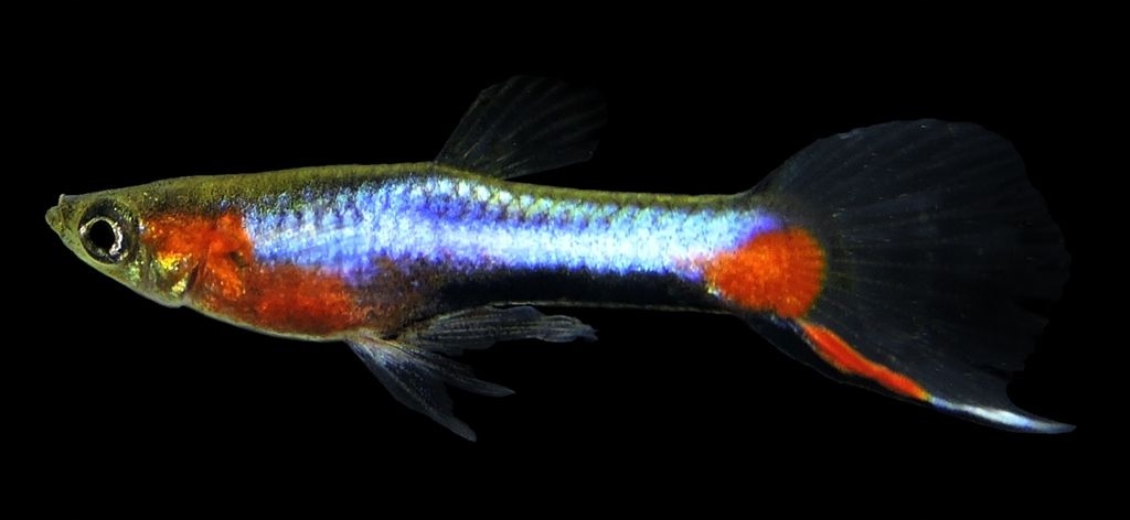 Ryba GUPIK Endlera Blue Star Poecilia wingei - 8978457988 - oficjalne ...