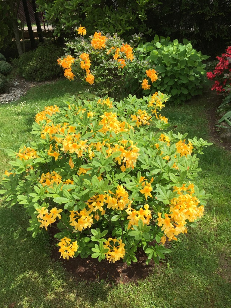 Azalia PONTYJSKA -żółta PACHNĄCA!! - 11199093879 - oficjalne archiwum ...