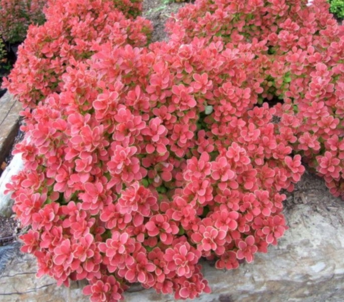 Berberys thunberga Ruby Star PBR C2 Rubinowy - 12445302856 - oficjalne ...