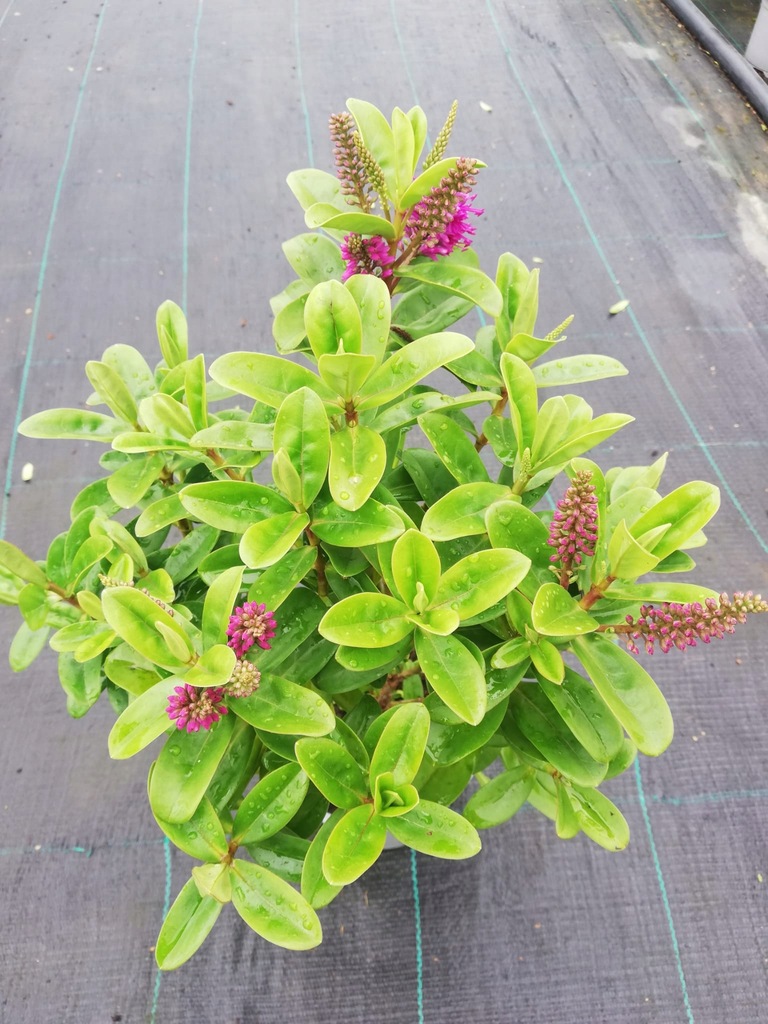 HEBE"VIOLET"roślina wieloletnia,kwitnąca - 12693120053 - oficjalne ...