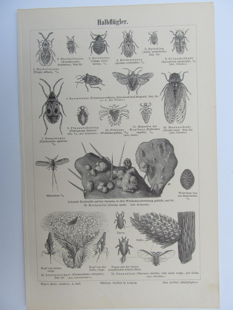 FAUNA OWADY PLUSKWIAKI ZWIERZĘTA rycina 1897 r. - 7008622042 ...