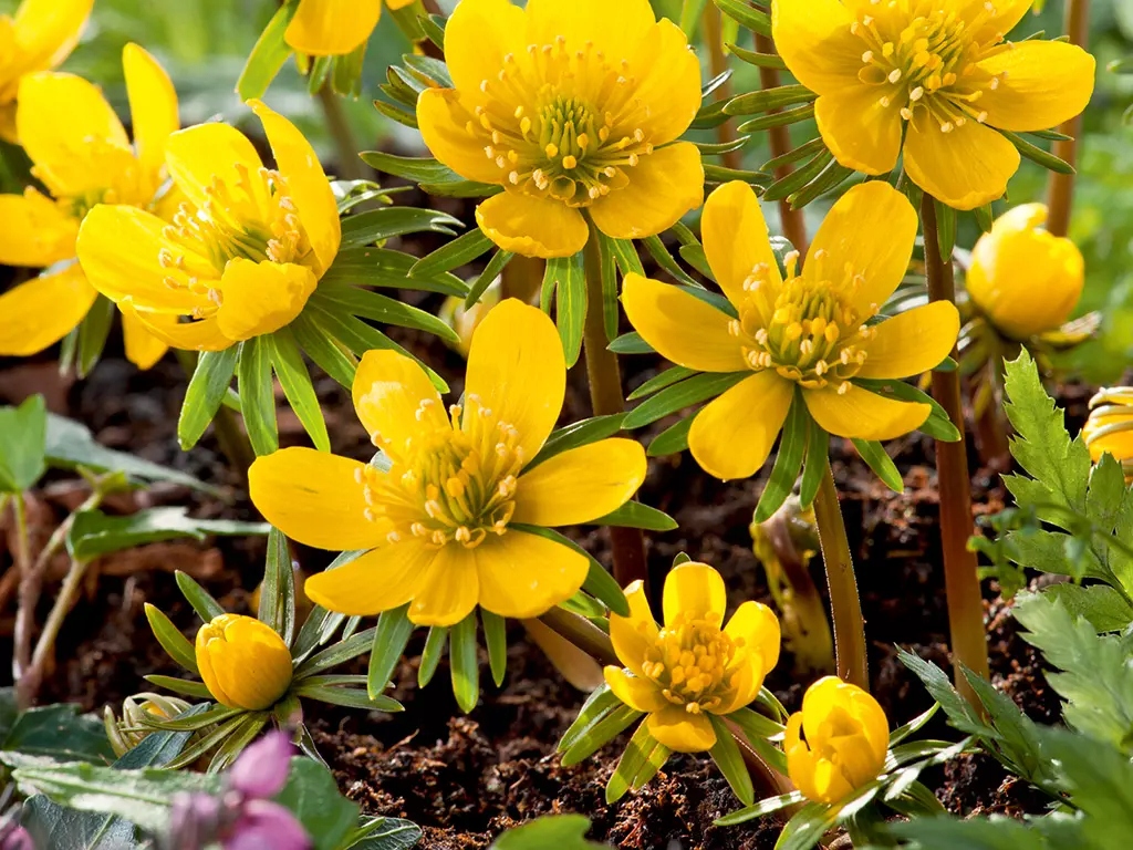RANNIK CYLICYJSKI (ERANTHIS CILICICA) | 3 SZT. - 14363795580 ...